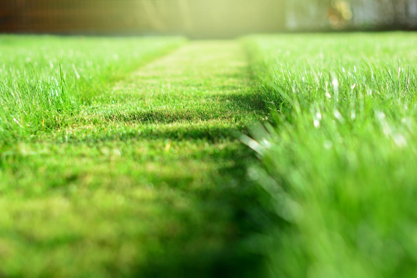 Homeowning 101: Why Is My Grass Turning Yellow? - Cynthia Vincent