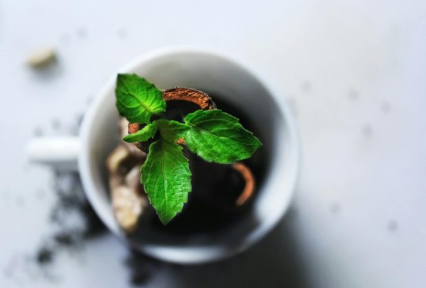 Damiana Benefits – Detailed Overview